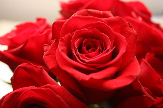 Combien de roses offrir - Guide Astuces