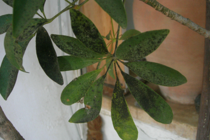 Prévenir et traiter la fumagine des plantes - Guide Astuces